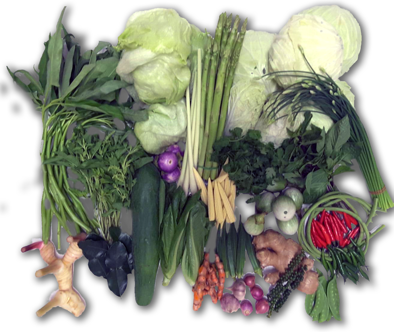 floating-vegetable | Thaifreshproduce.com by Swift Co.