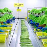 Packing Facilities | Thaifreshproduce.com by Swift Co.